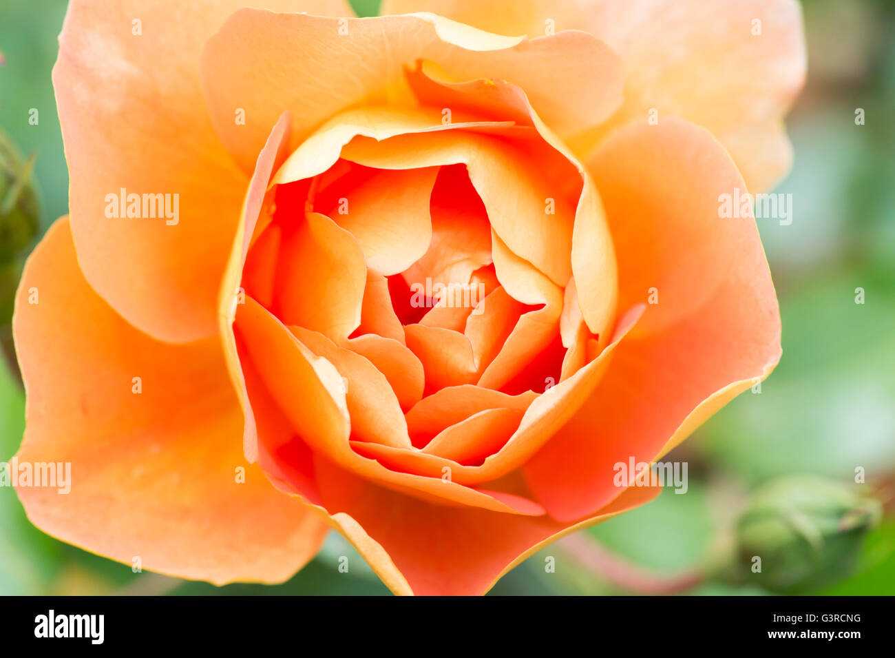 Rose pat austin ausmum -Fotos und -Bildmaterial in hoher Auflösung – Alamy