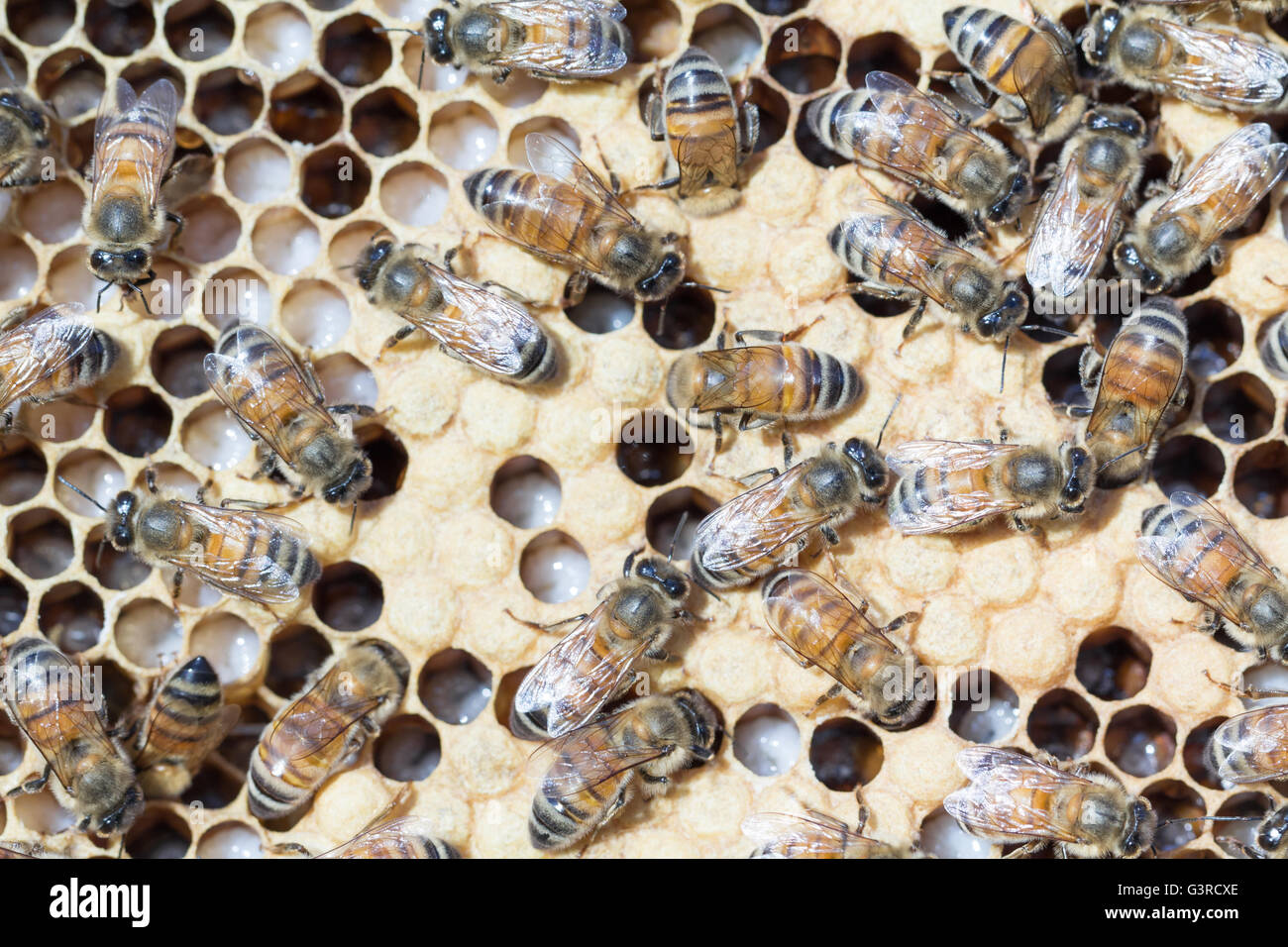 Nahaufnahme der Bienenstock Brut Rahmen, mit Larven, angeschnittene ...