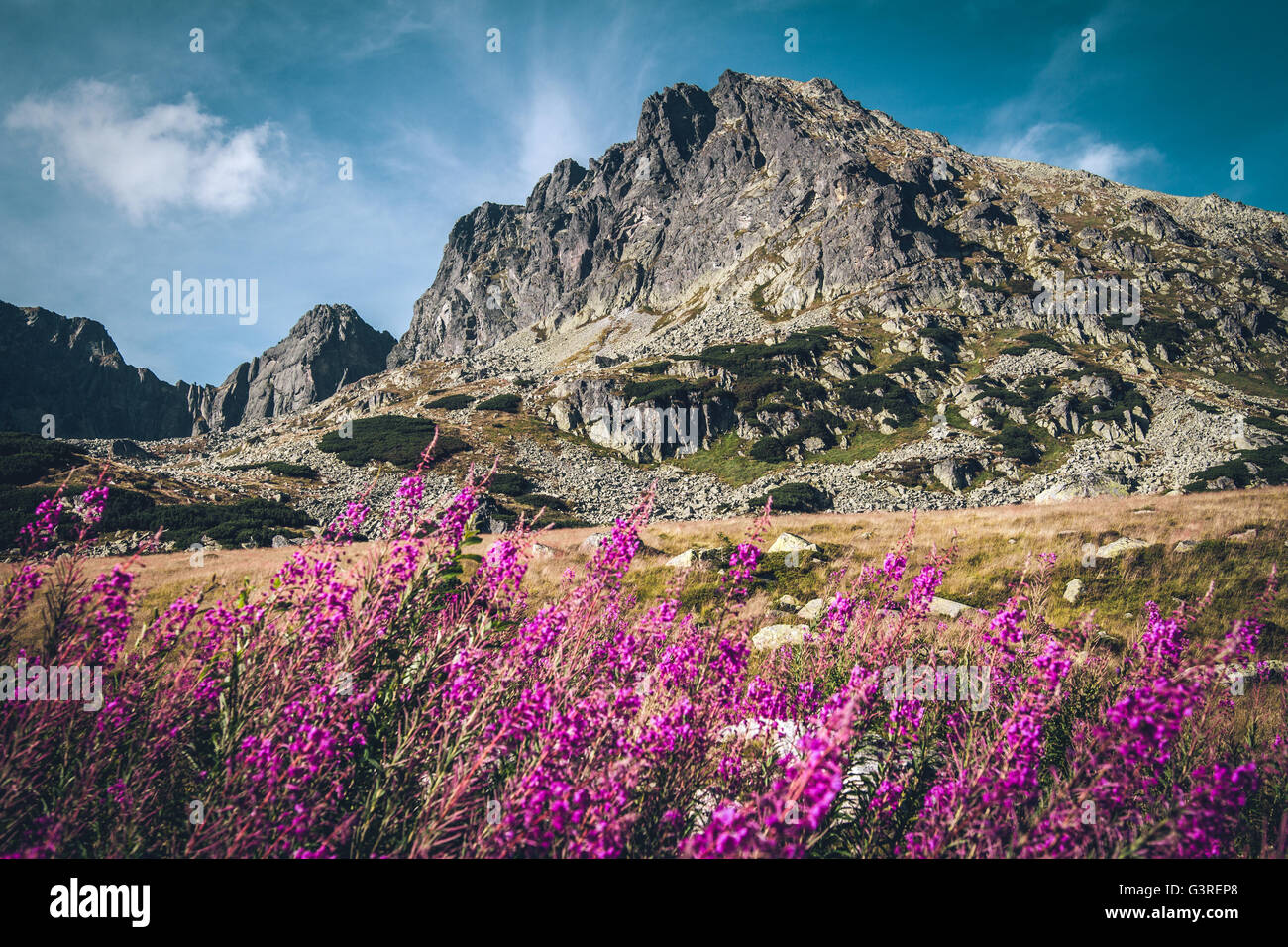 Ist die nationalblume von polen -Fotos und -Bildmaterial in hoher ...