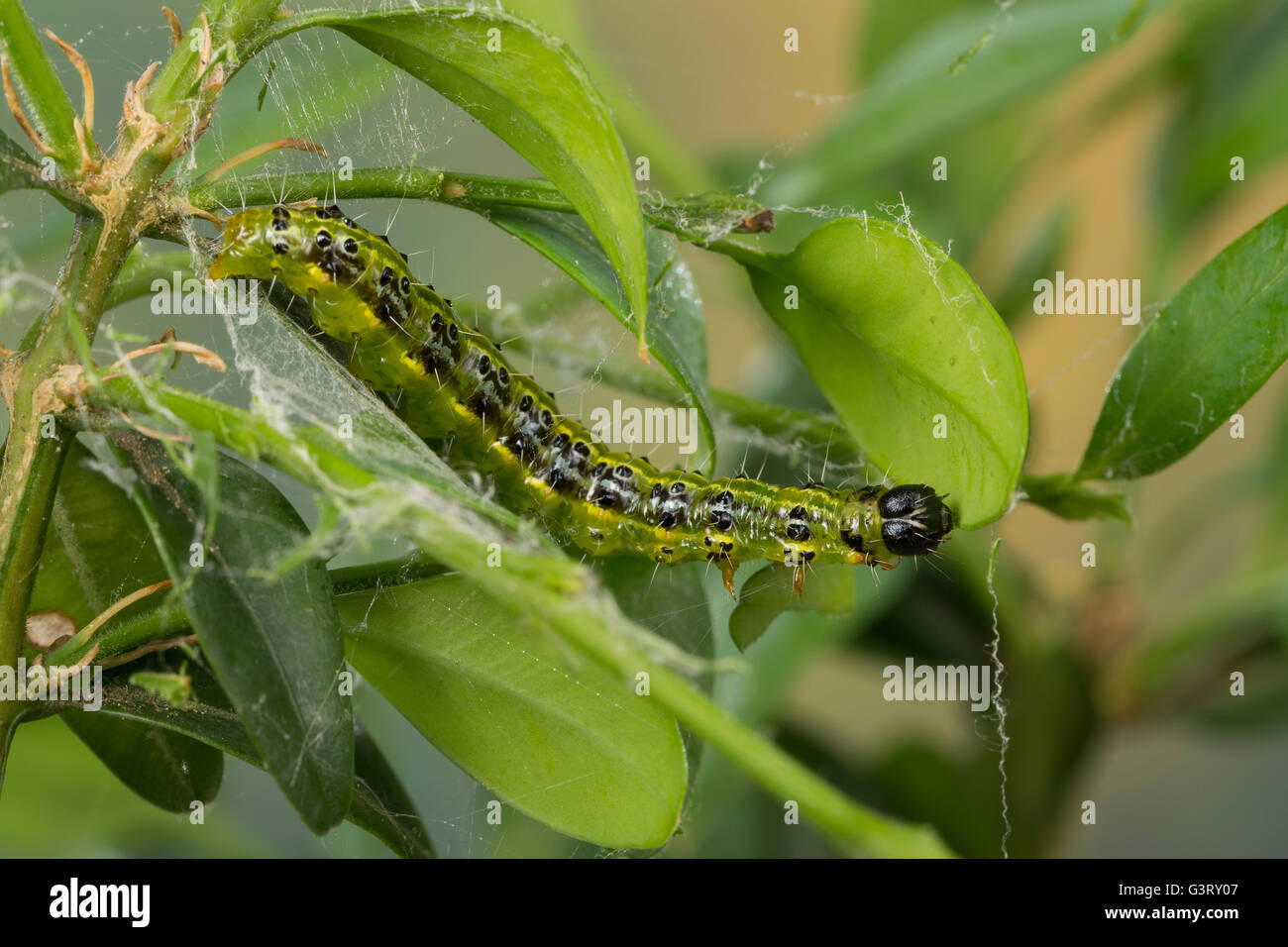 Buchsbaumzünsler, Buchsbaum-Zünsler, Raupe Frisst ein Buchsbaum, Buchs ...