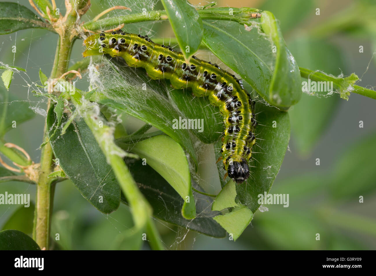 Buchsbaumzünsler, Buchsbaum-Zünsler, Raupe Frisst ein Buchsbaum, Buchs ...