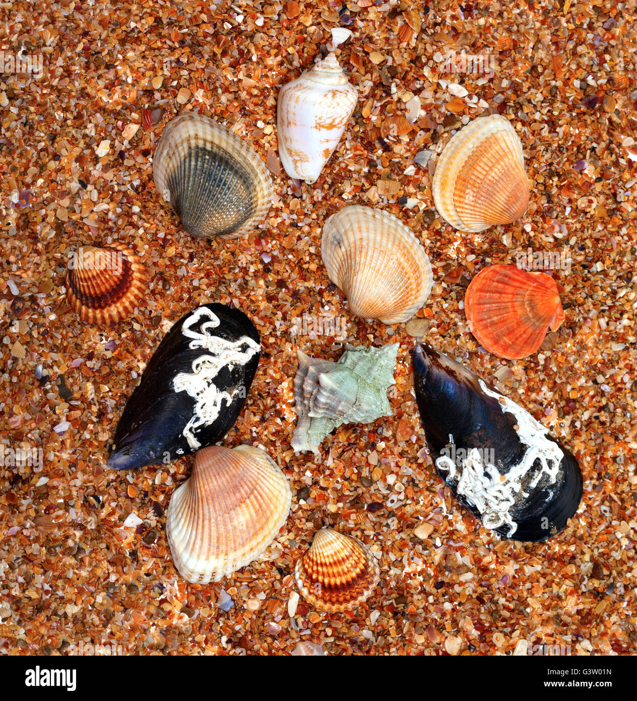 Muscheln im sand -Fotos und -Bildmaterial in hoher Auflösung – Alamy