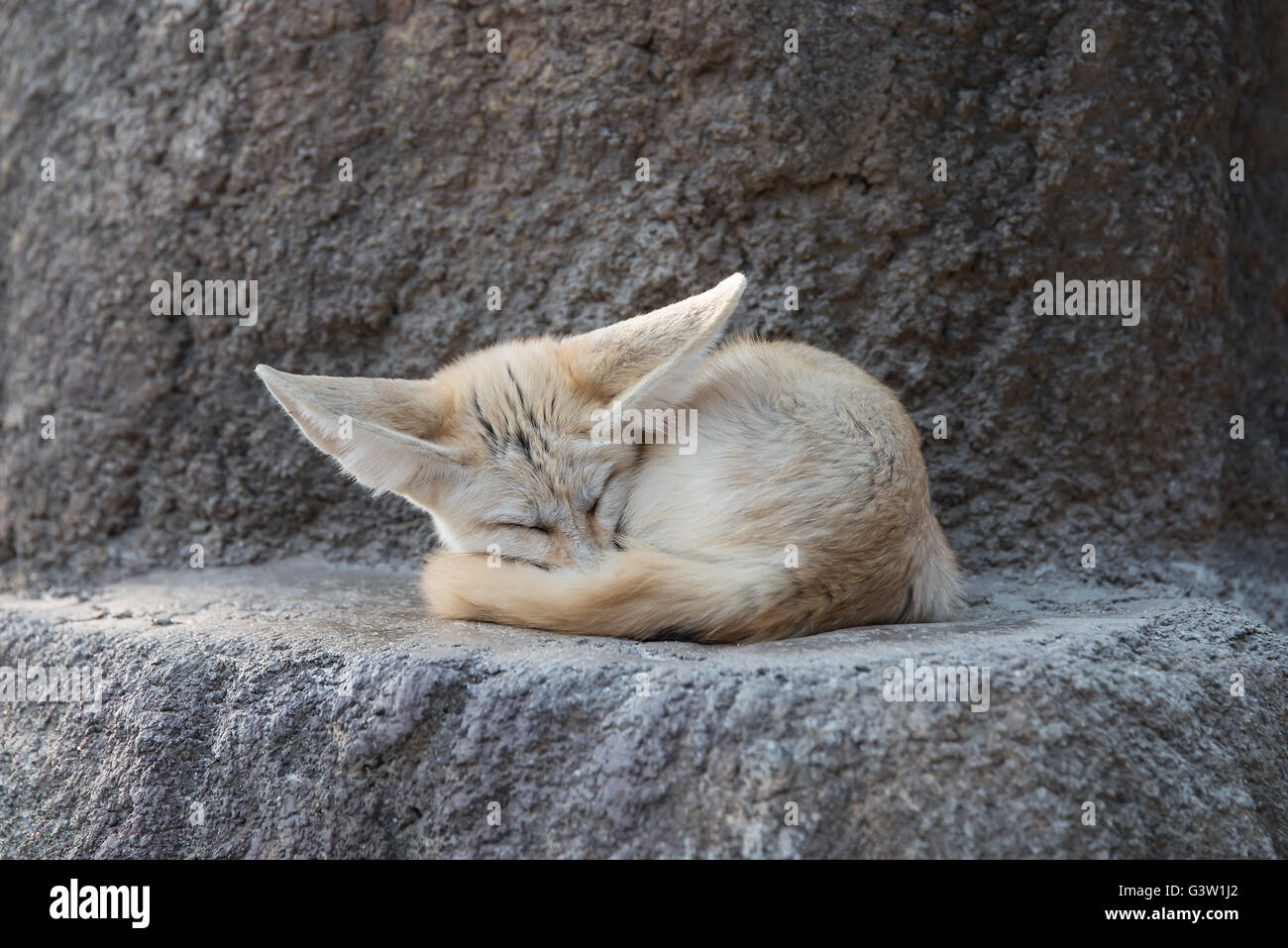 Weiße Fennec Fuchs oder Wüstenfuchs mit großen Ohren Stockfotografie ...
