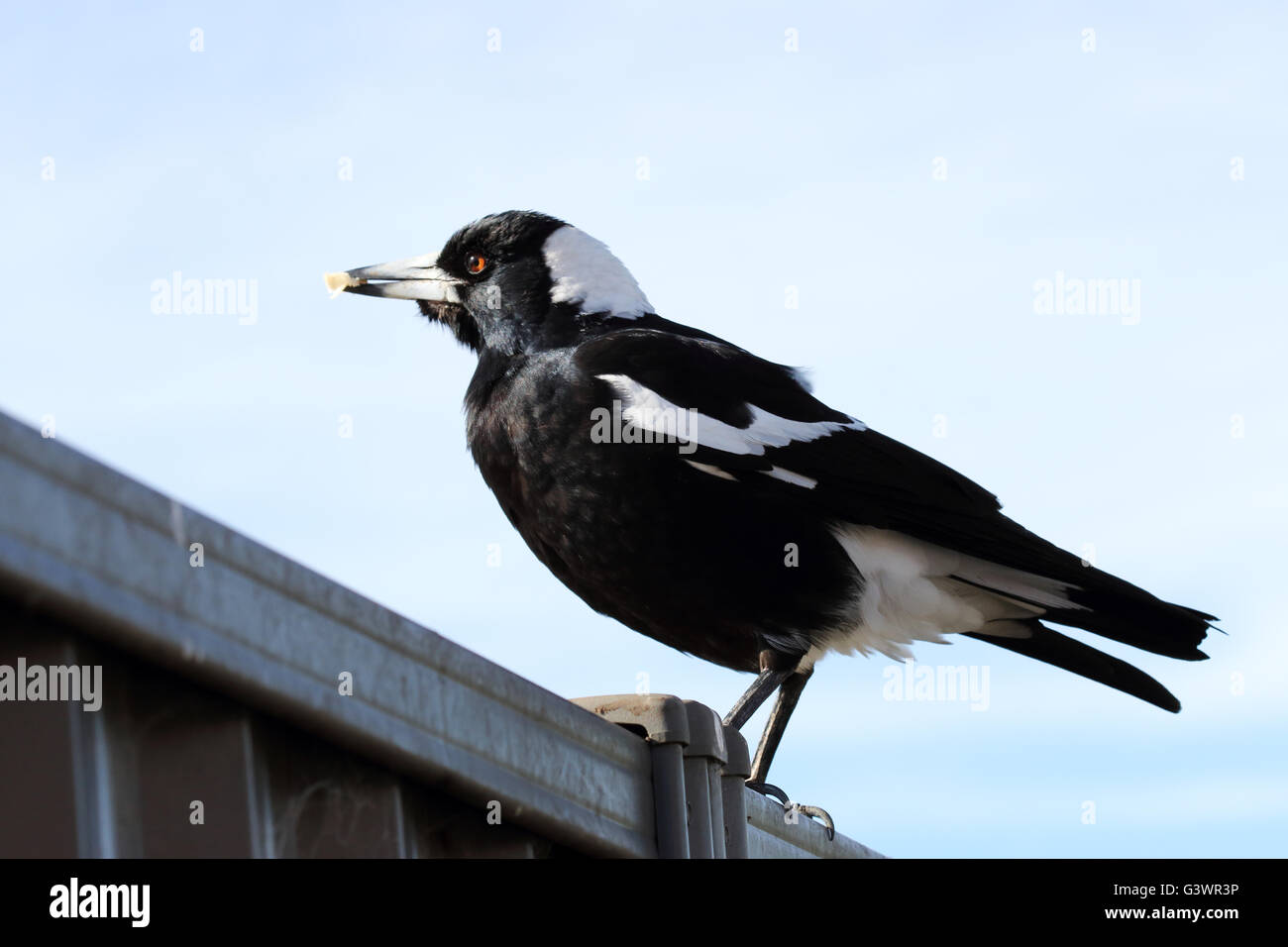 Cracticus Tibicen oder auch bekannt als Australian Magpie Vogel auf ...