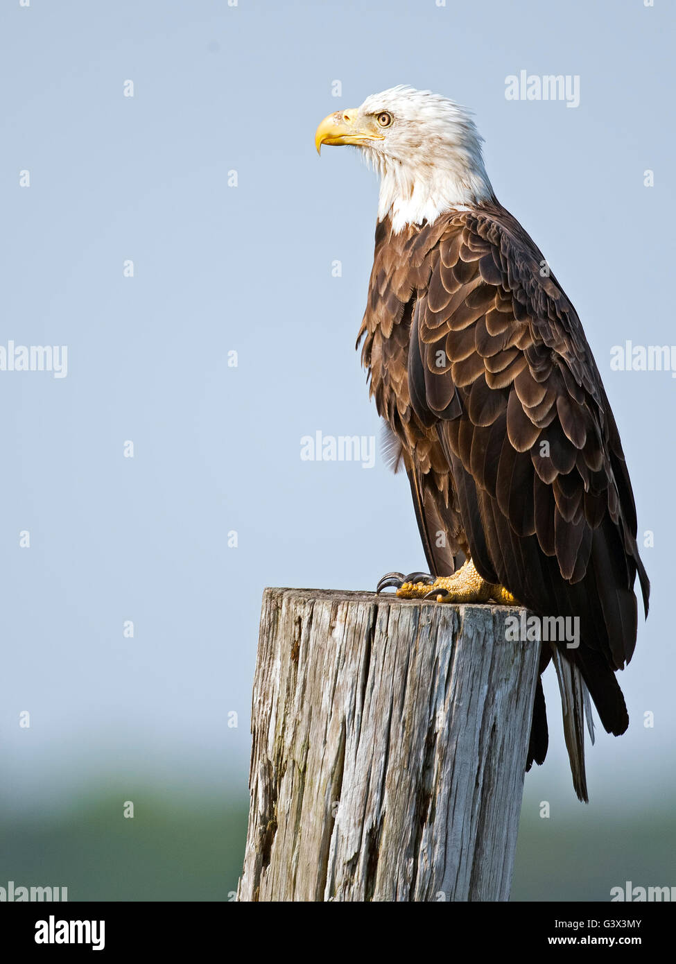 Sitzender adler -Fotos und -Bildmaterial in hoher Auflösung – Alamy