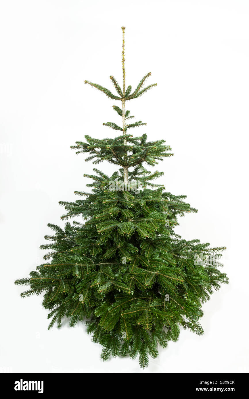 Tanne Freigestellt Scheit Stockfotos und -bilder Kaufen - Alamy