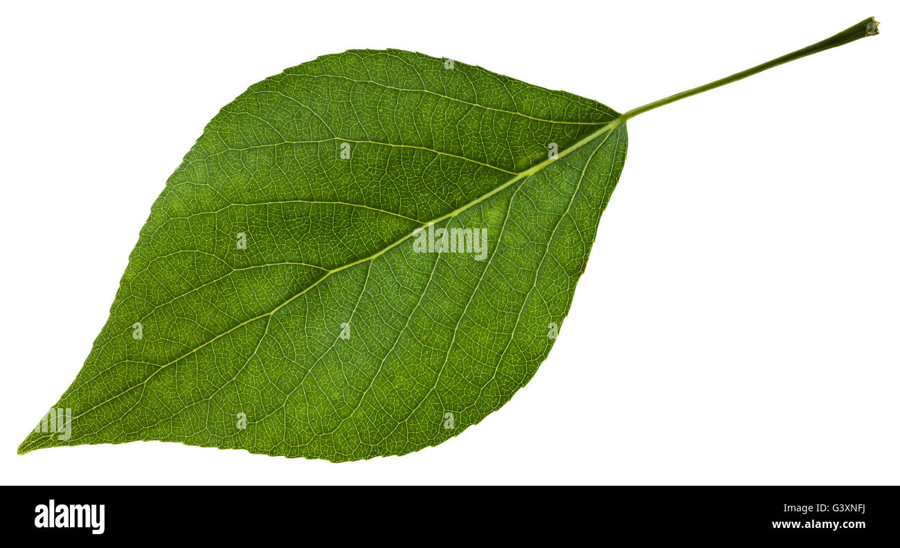 grünes Blatt Populus Canadensis (Kanadische Pappel, Populus Nigra und ...