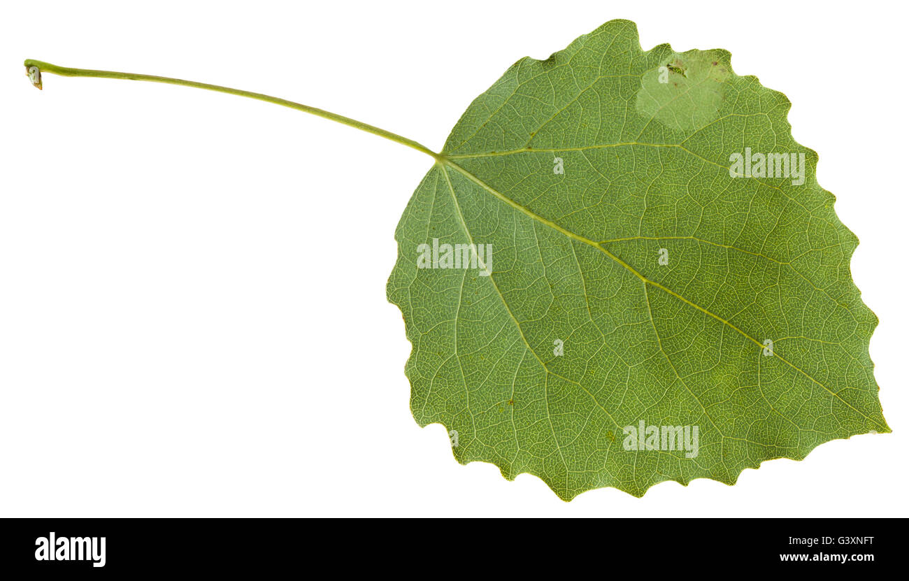 Eurasian aspen -Fotos und -Bildmaterial in hoher Auflösung – Alamy