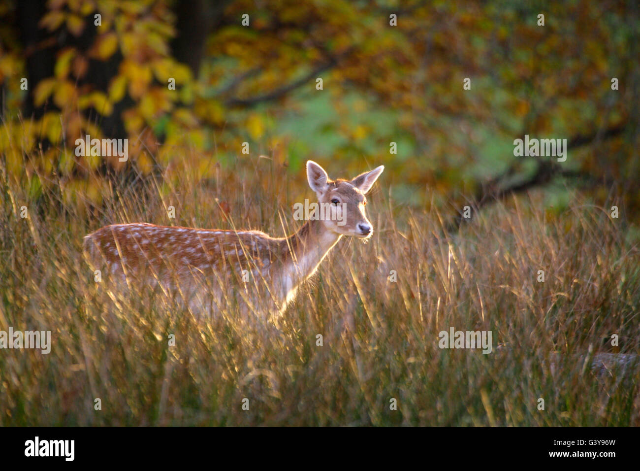 Dama Dama Stockfotos und -bilder Kaufen - Alamy