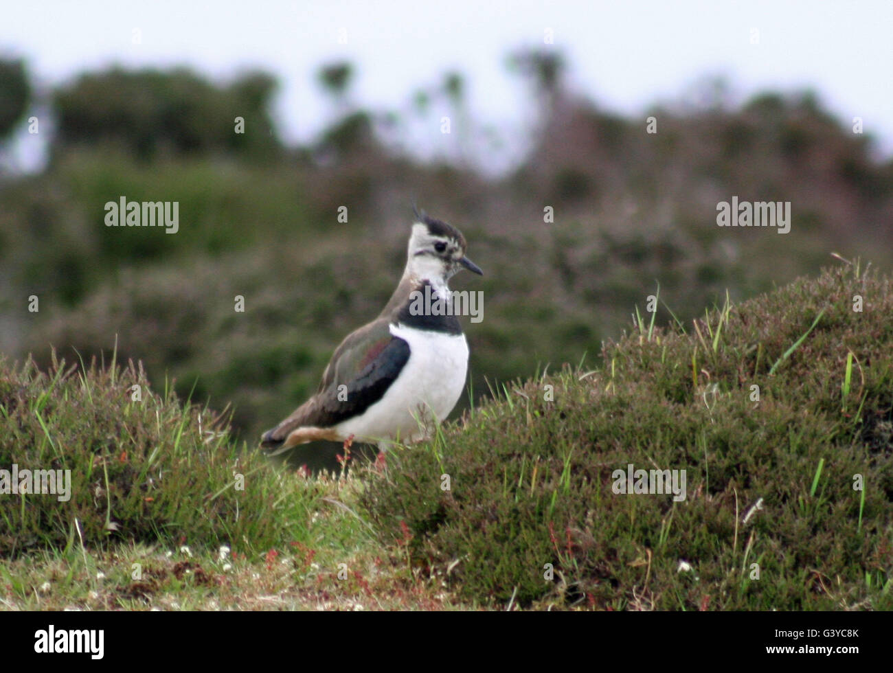 Kievit familie -Fotos und -Bildmaterial in hoher Auflösung – Alamy