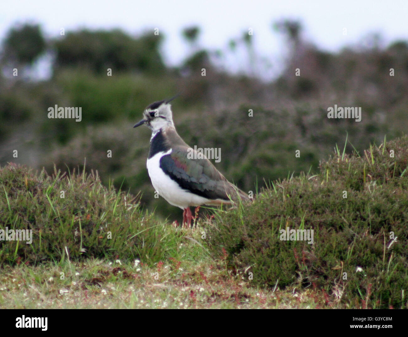 Kievit familie -Fotos und -Bildmaterial in hoher Auflösung – Alamy
