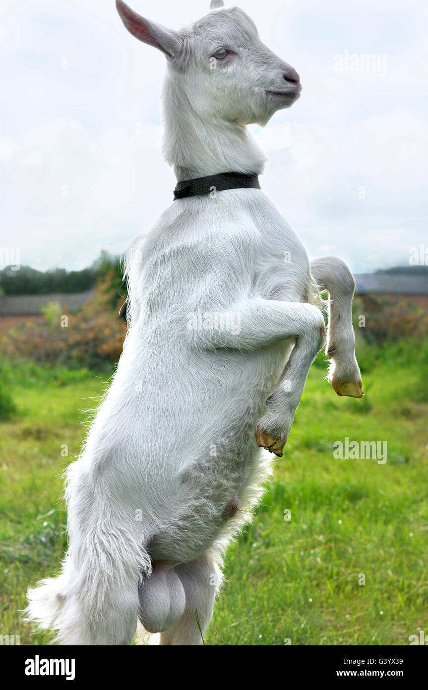 Ziege Auf Den Hinterbeinen Stehend Stockfotos und -bilder Kaufen - Alamy