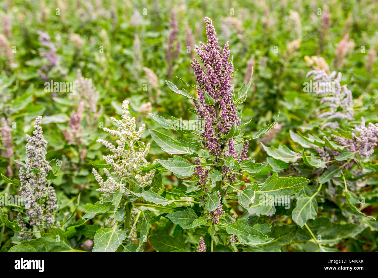 Quinoa-Pflanzen-Feld (Chenopodium Quinoa) in Antequera Malaga ...