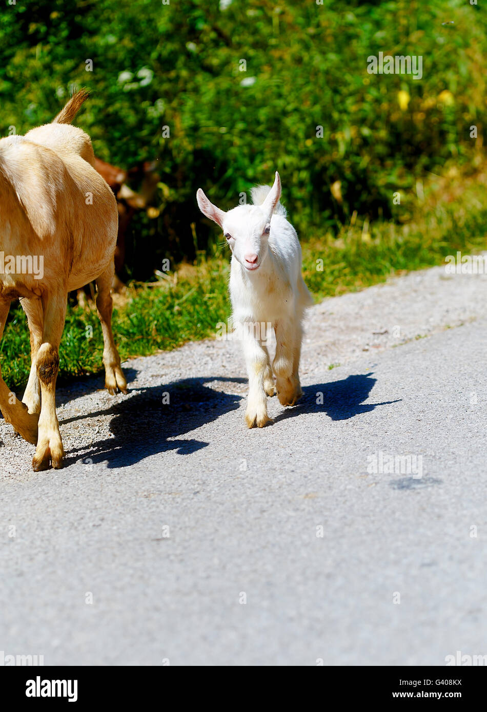 kleine niedliche weiße Baby-Ziege zu Fuß auf der Straße Stockfotografie ...