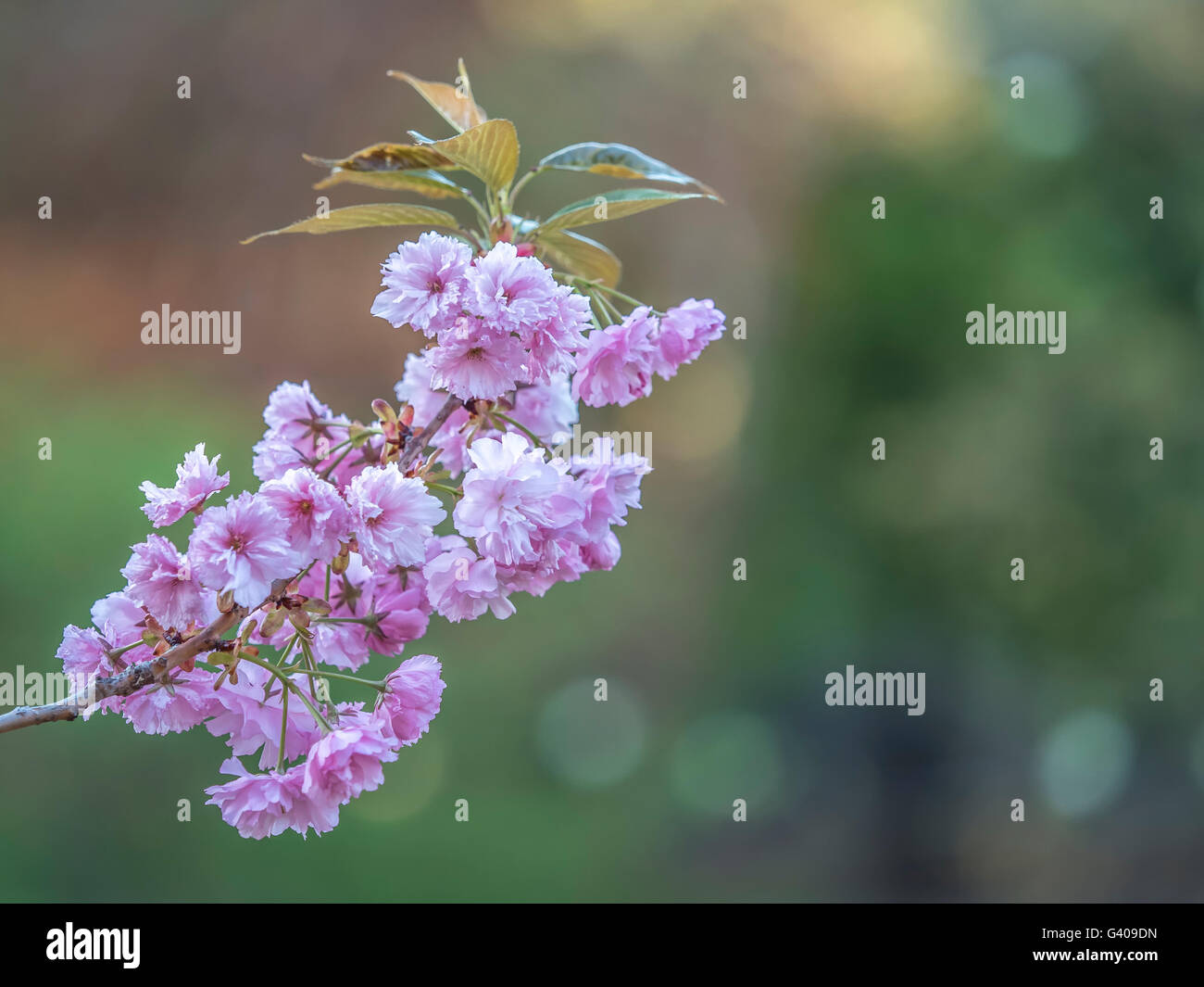 Prunus Serrulata oder japanische Kirsche; auch als Cherry Hill, ist ...