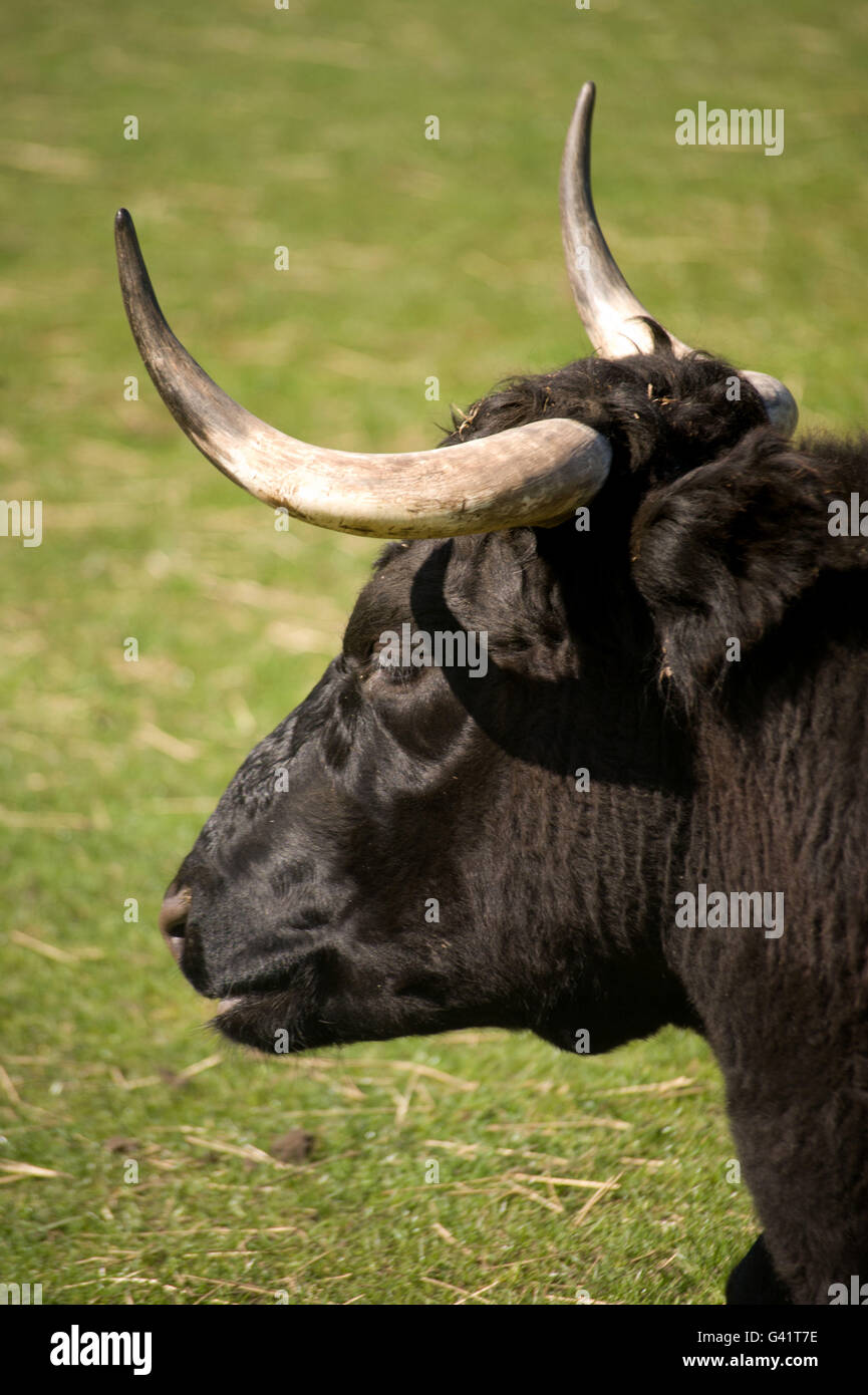 Schwarz Dexter Kuh an Bedas Welt/Jarrow Hall Stockfotografie - Alamy