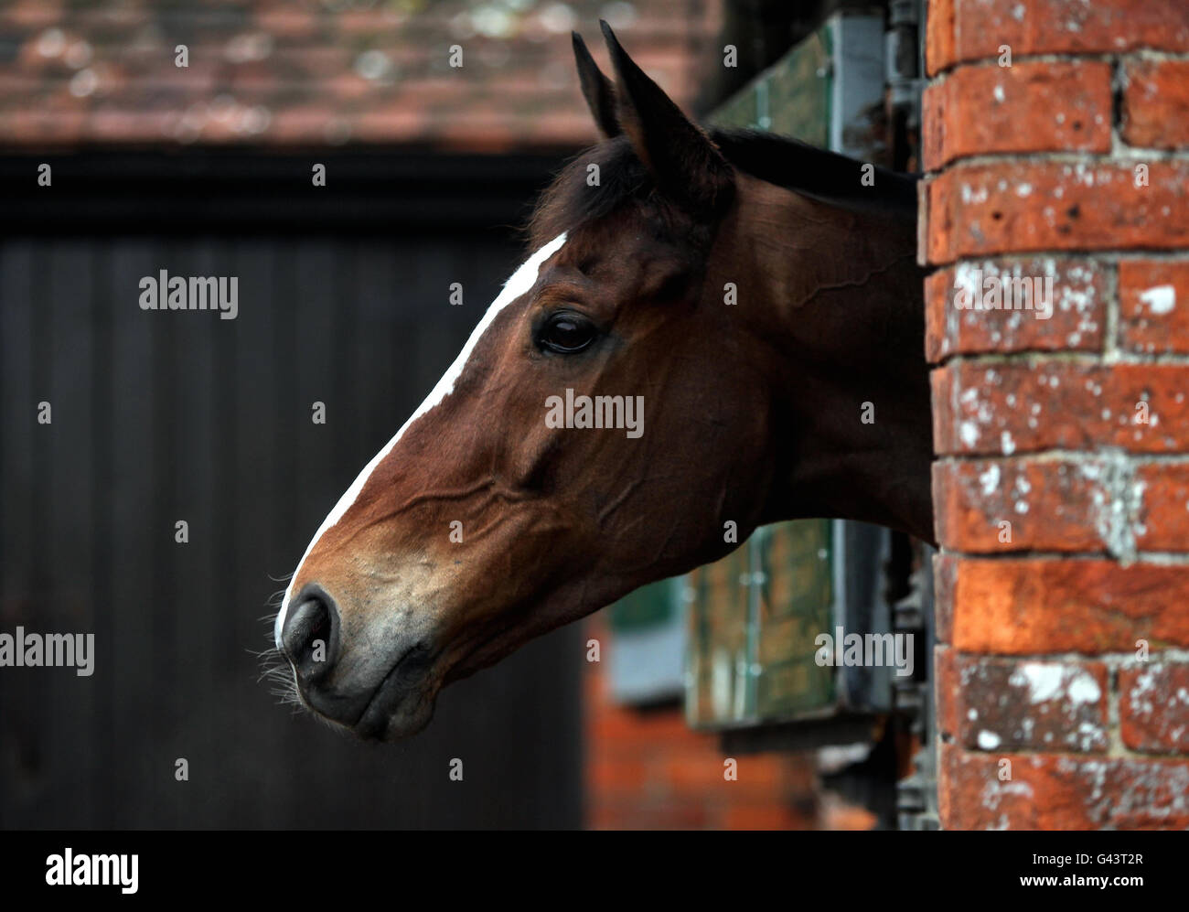 Kauto star im stall manor farmstall -Fotos und -Bildmaterial in hoher ...