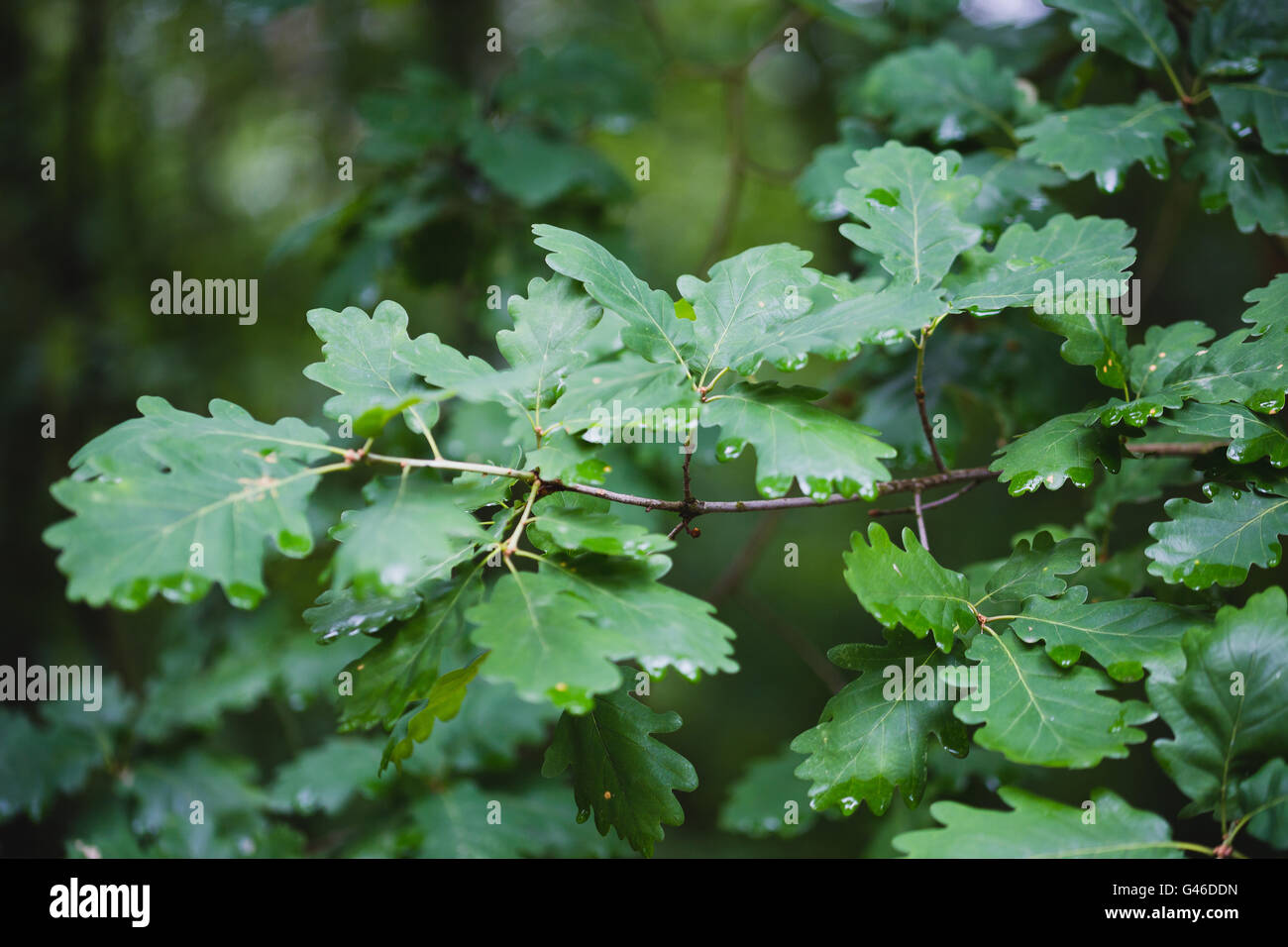 Grüne eichenblätter -Fotos und -Bildmaterial in hoher Auflösung – Alamy