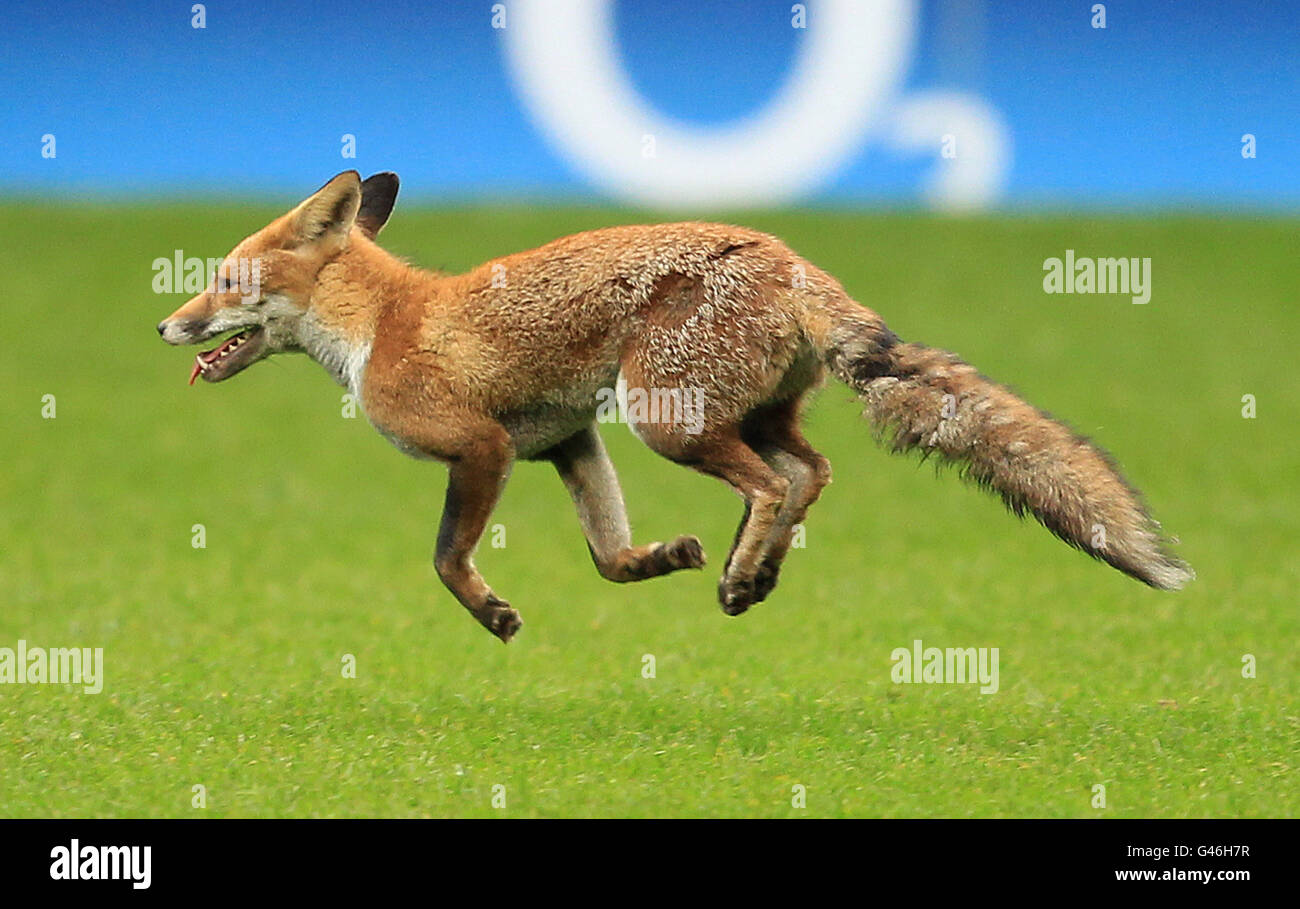Ein fuchs rennt um das spielfeld -Fotos und -Bildmaterial in hoher ...