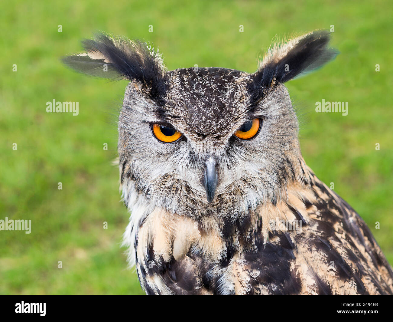 Intimidating owl -Fotos und -Bildmaterial in hoher Auflösung – Alamy