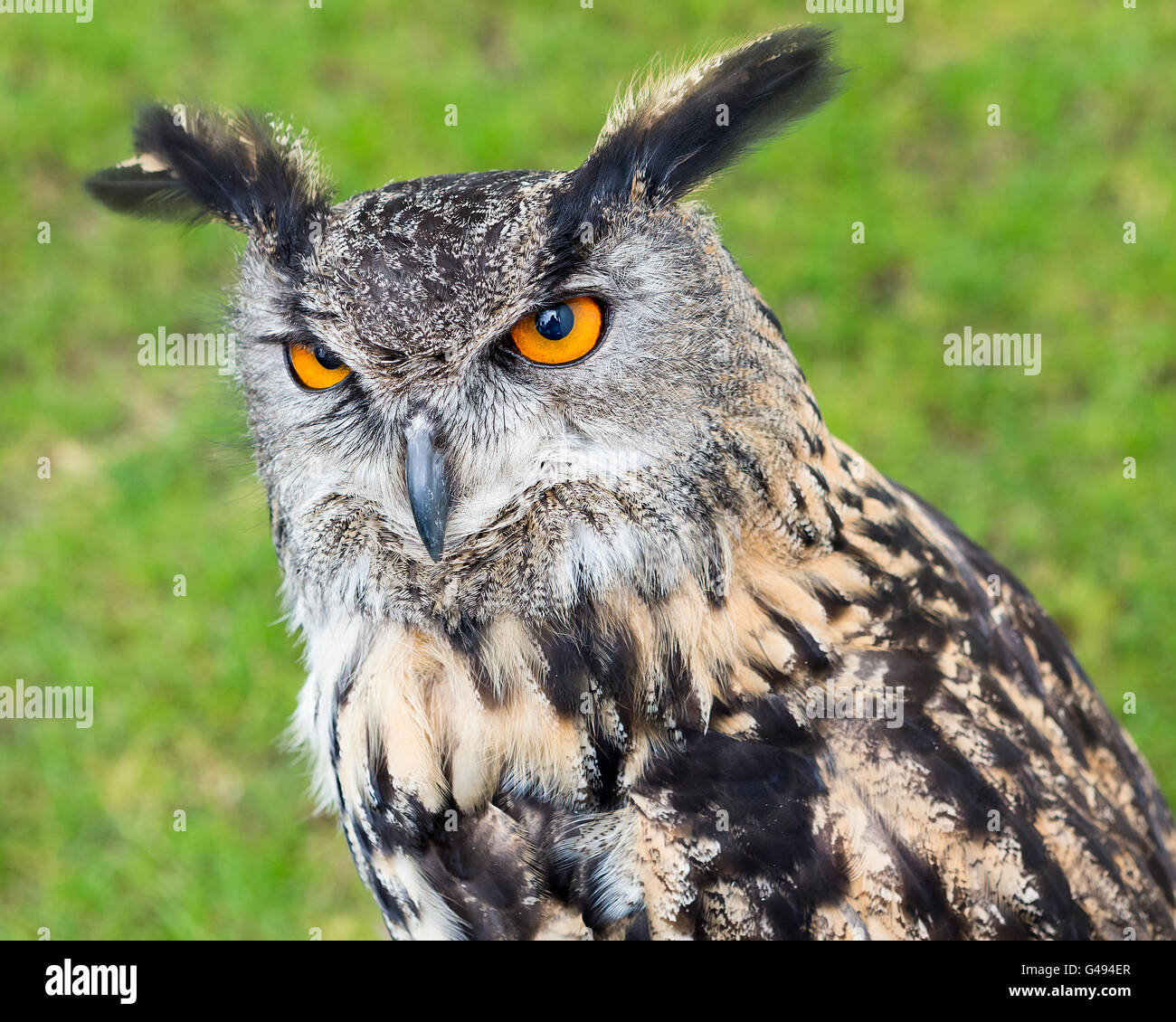 Intimidating owl -Fotos und -Bildmaterial in hoher Auflösung – Alamy