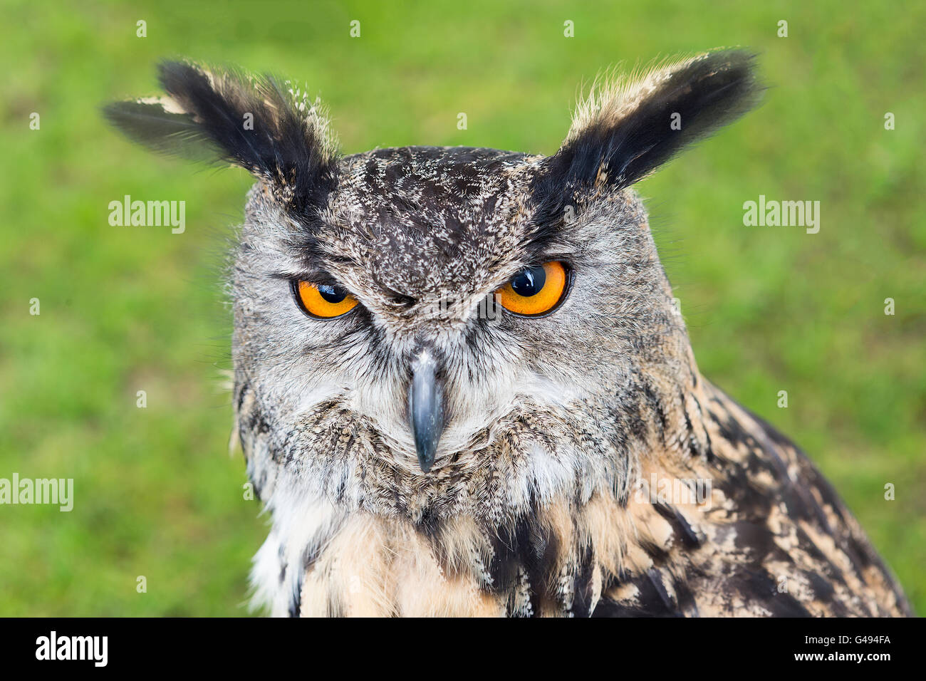 Intimidating owl -Fotos und -Bildmaterial in hoher Auflösung – Alamy