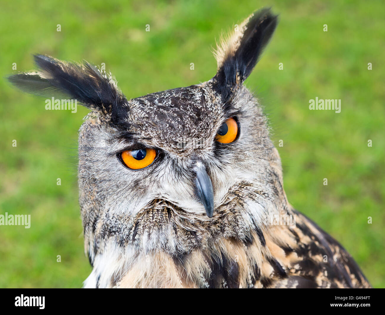 Intimidating owl -Fotos und -Bildmaterial in hoher Auflösung – Alamy