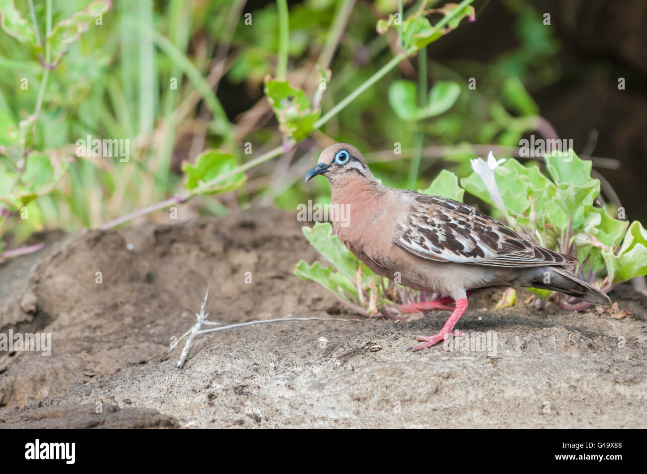 Galapagos Taube Zenaida Galapagoensis Galapagoensis, Isla Santiago (San ...