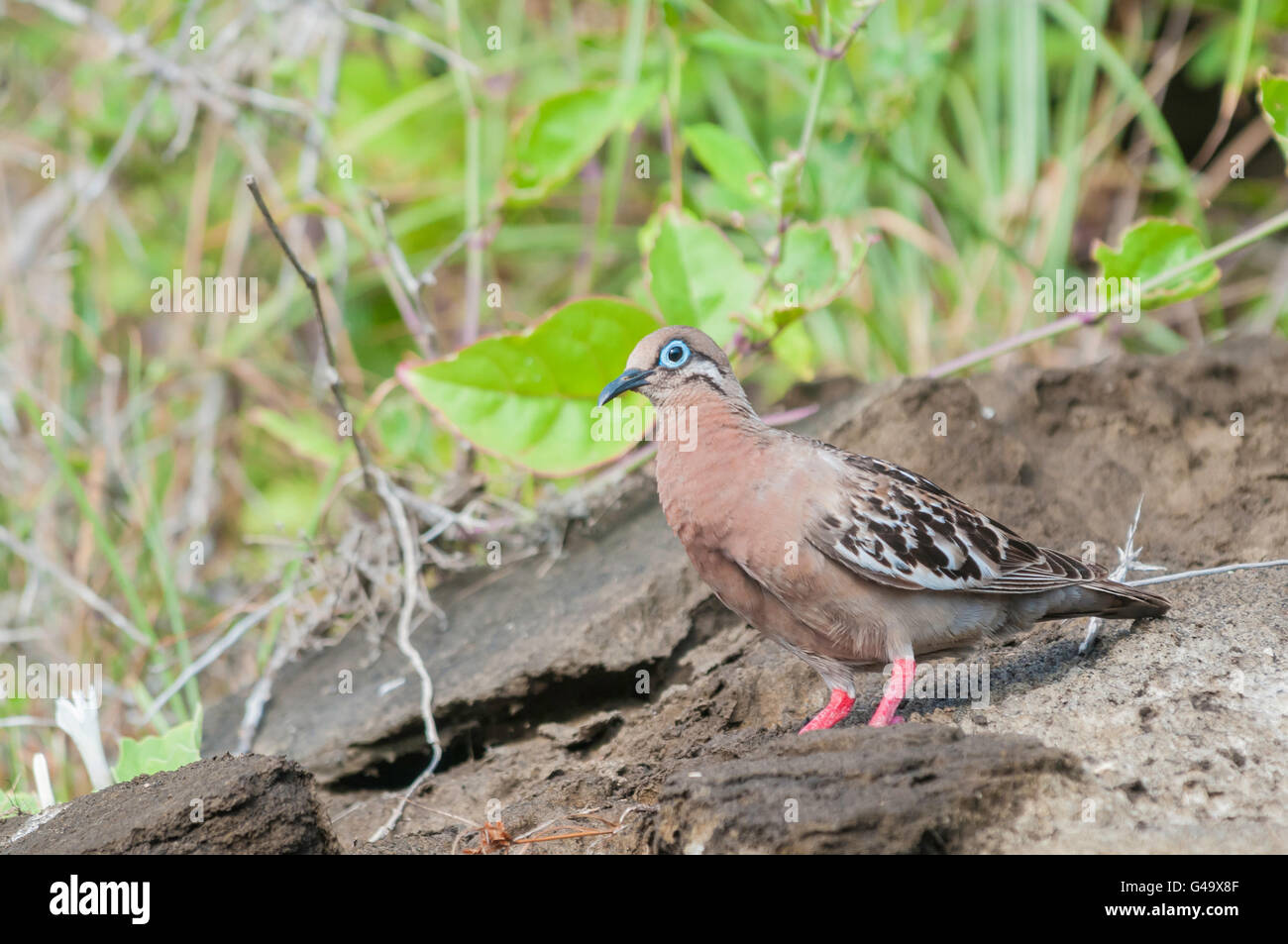 Galapagos Taube Zenaida Galapagoensis Galapagoensis, Isla Santiago (San ...