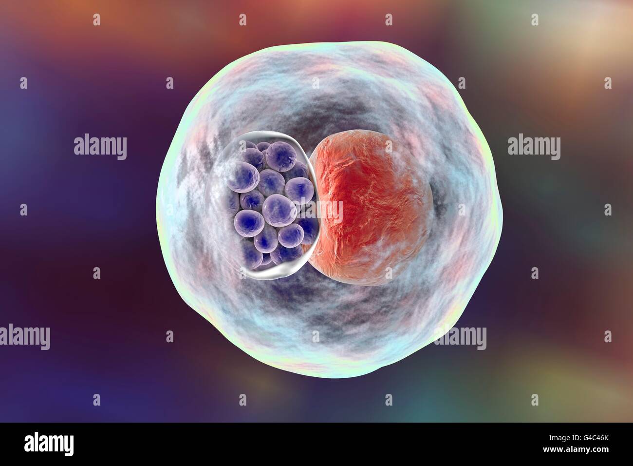 Group chlamydia bacteria Stockfotos und -bilder Kaufen - Alamy