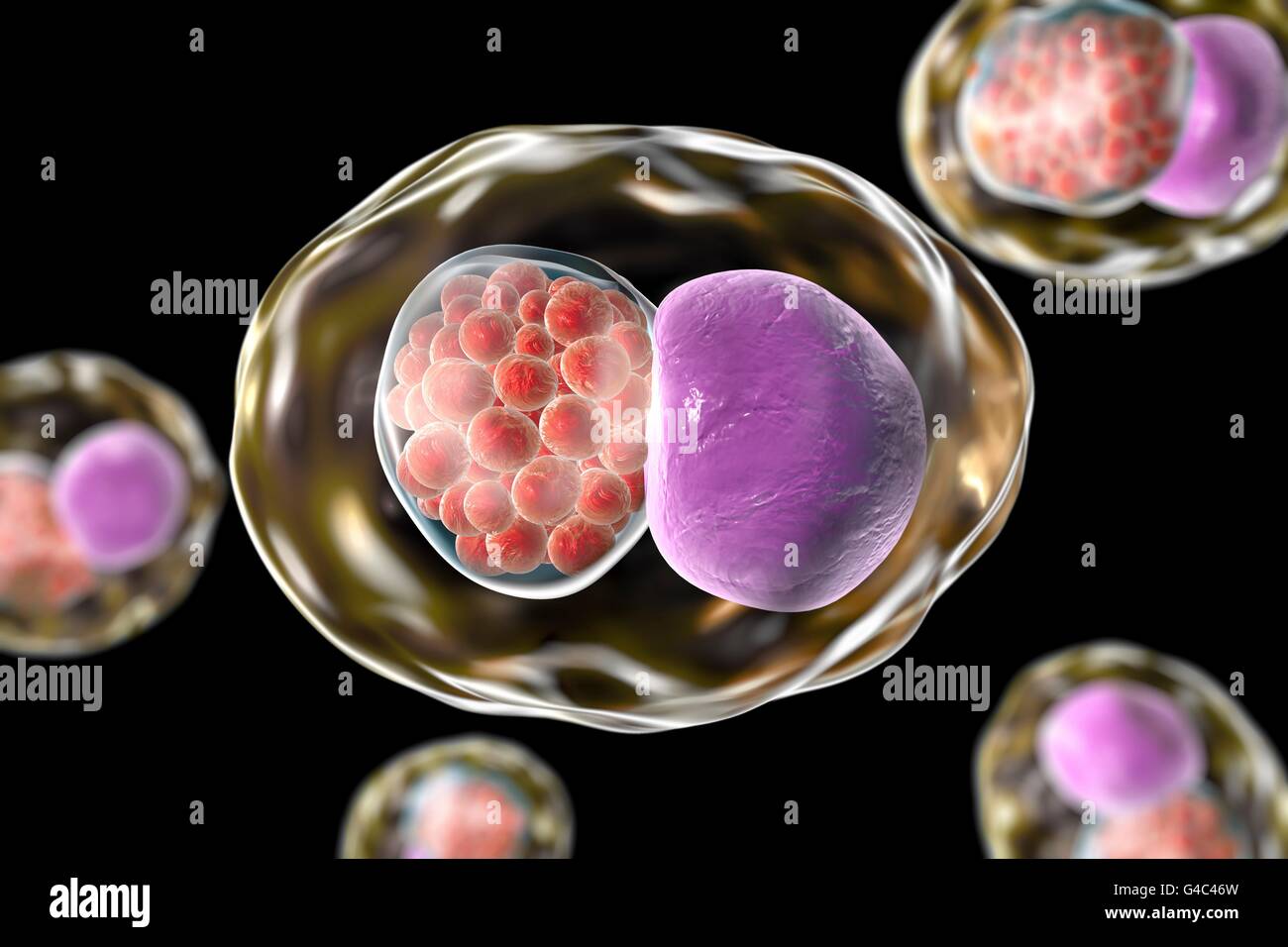 Group chlamydia bacteria Stockfotos und -bilder Kaufen - Alamy