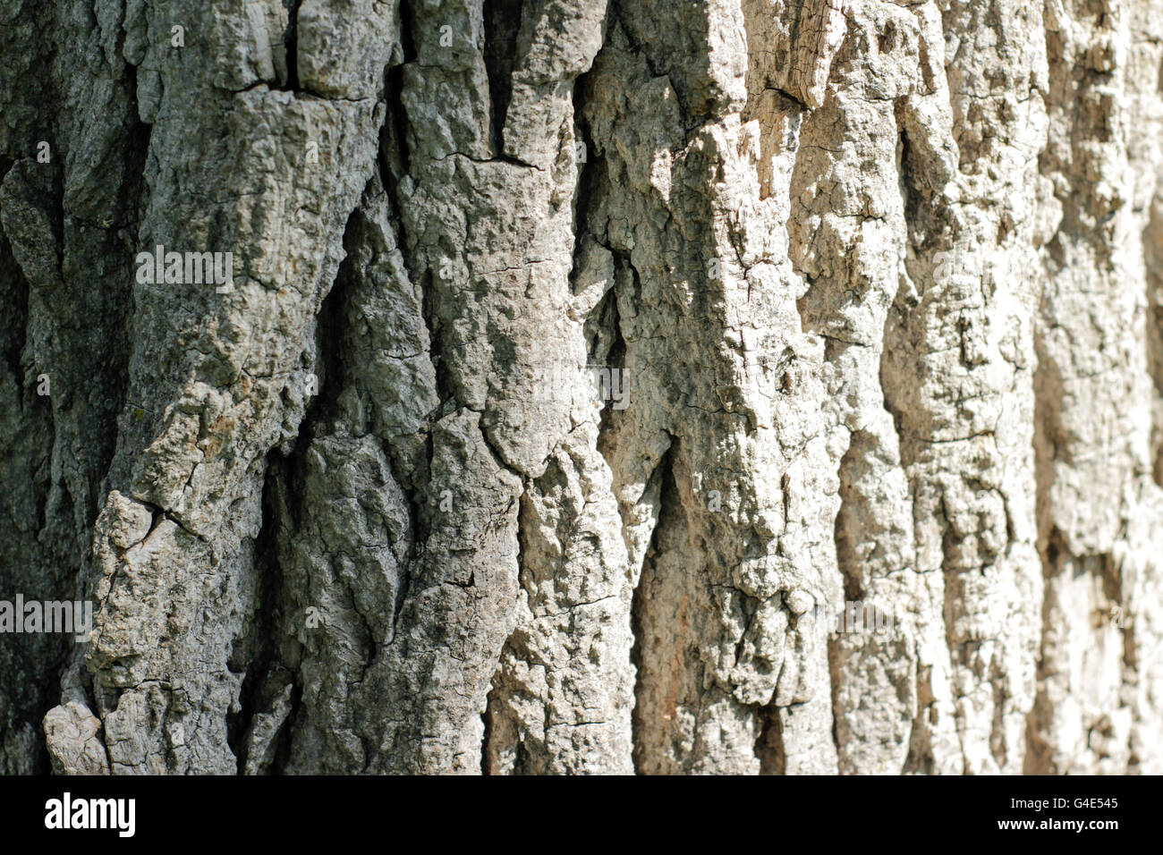 Hintergrund hintergrund rinde -Fotos und -Bildmaterial in hoher ...