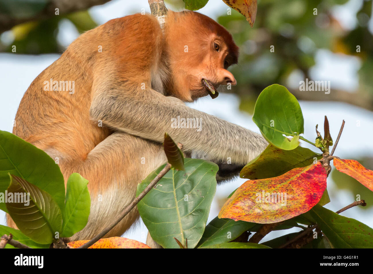 Nasalis Larvatus Nose Stockfotos und -bilder Kaufen - Alamy