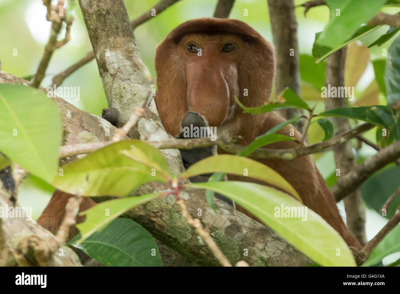 Nasenaffe (Nasalis Larvatus), auch bekannt als die lange Nase Affe im ...