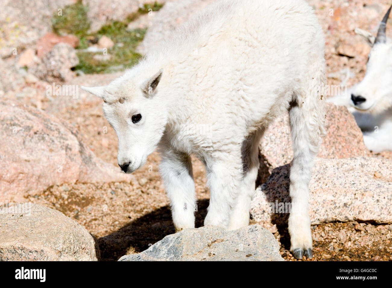 Mt mount evans rocky mountains -Fotos und -Bildmaterial in hoher ...