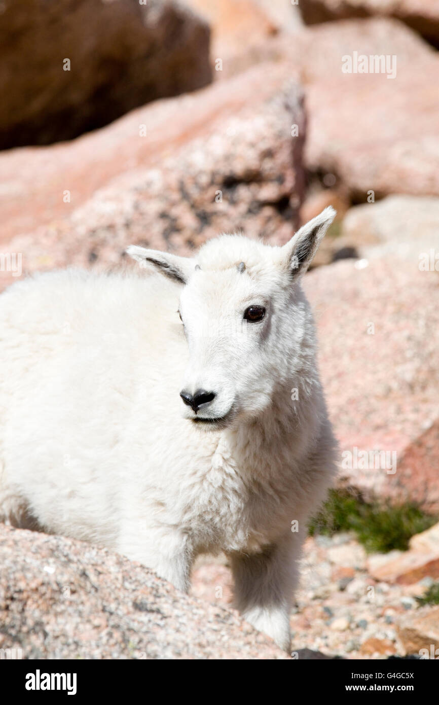 Cute Baby Goats Animals Stockfotos und -bilder Kaufen - Alamy