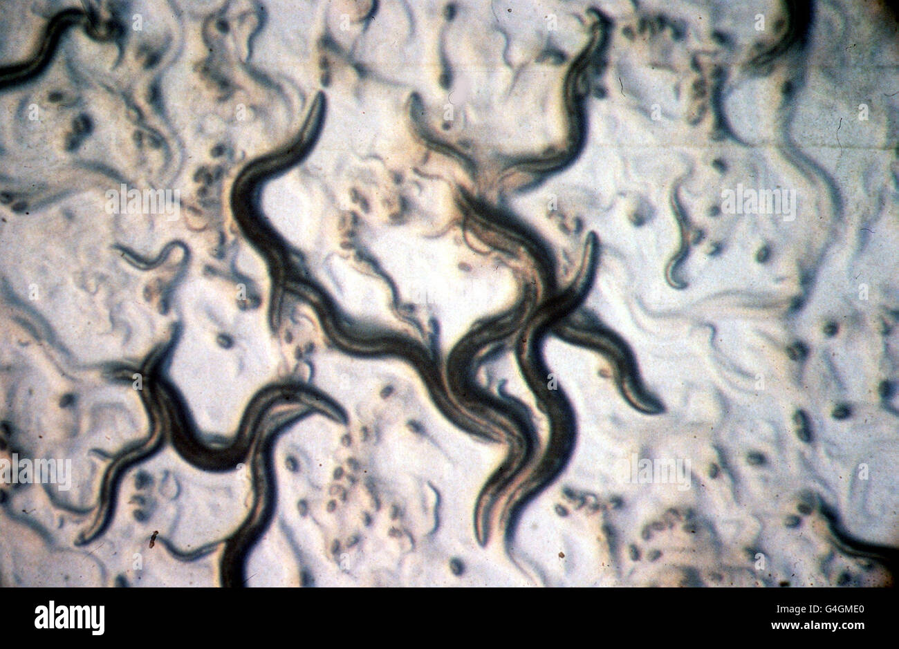 The instructions for making different proteins the breakthrough -Fotos ...