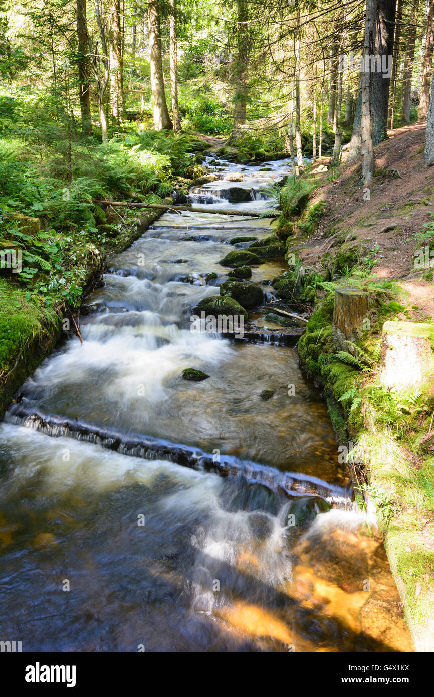 Bayrischer wald national park -Fotos und -Bildmaterial in hoher ...