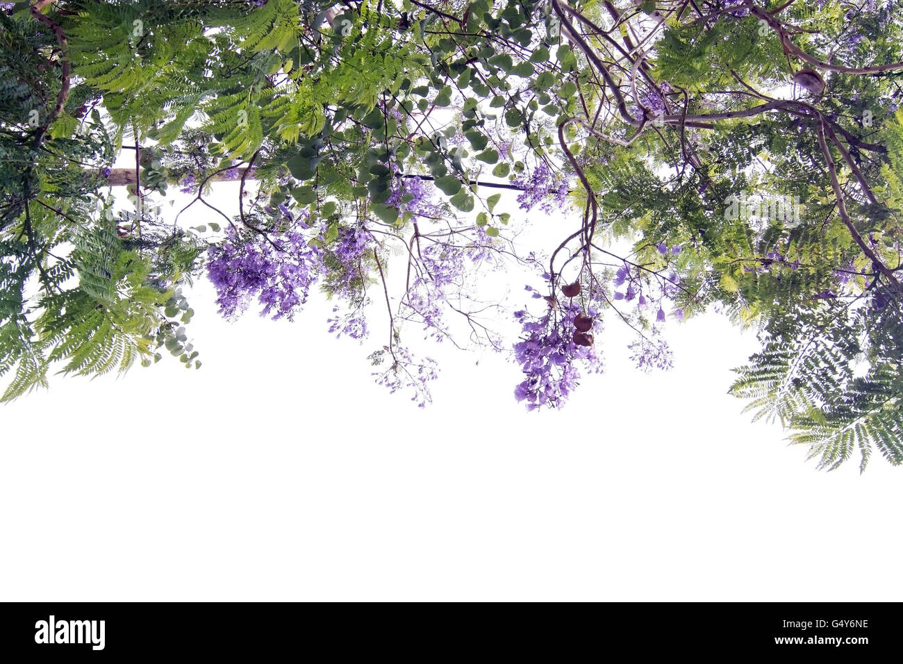 Jacaranda-Baum Blüte mit lila blaue Blüten gegen Himmel. Mallorca ...