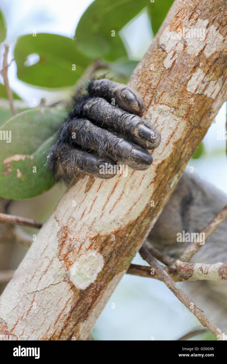 Jozani regenwald -Fotos und -Bildmaterial in hoher Auflösung – Alamy