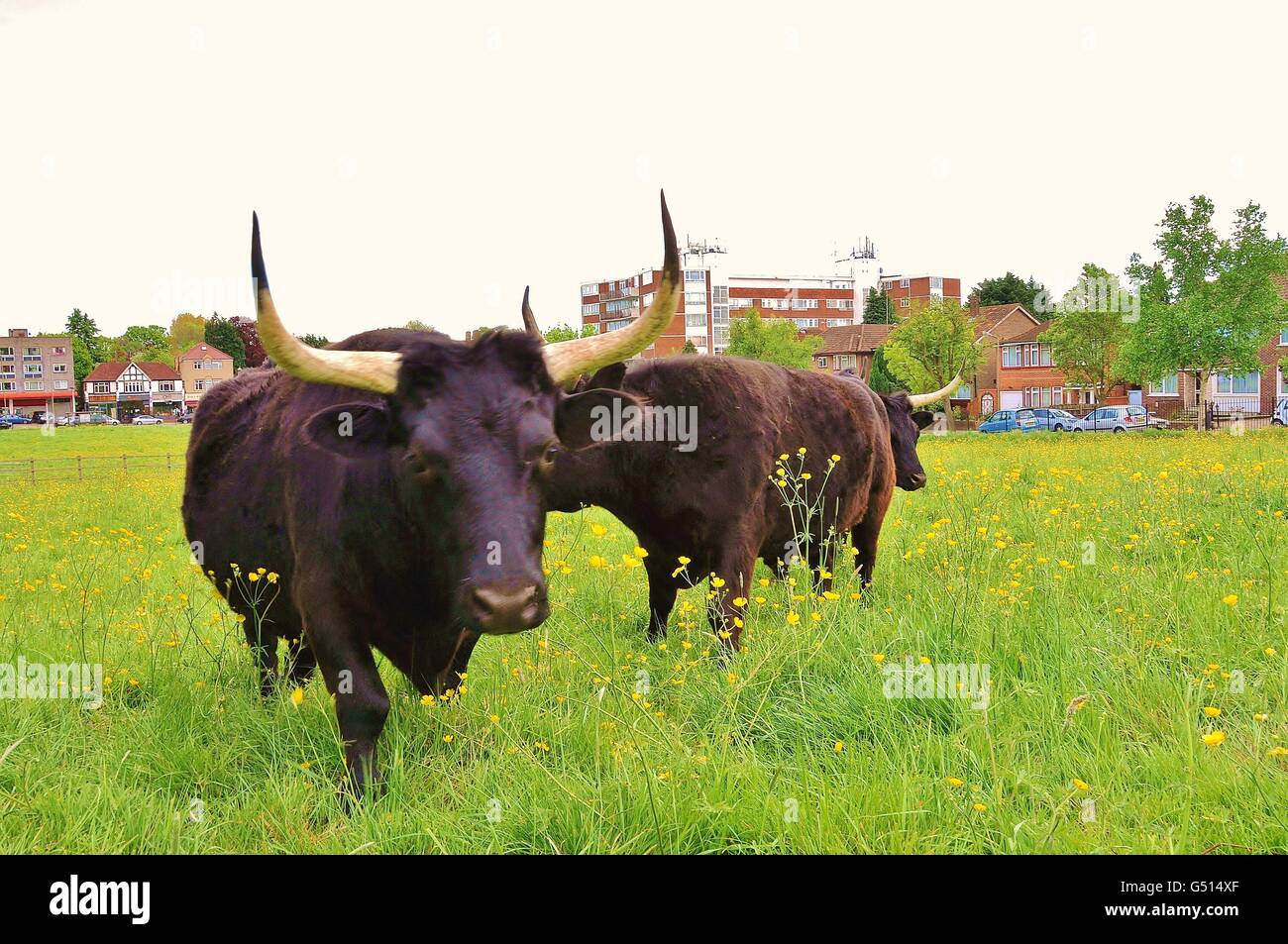 Dexter bulle -Fotos und -Bildmaterial in hoher Auflösung – Alamy