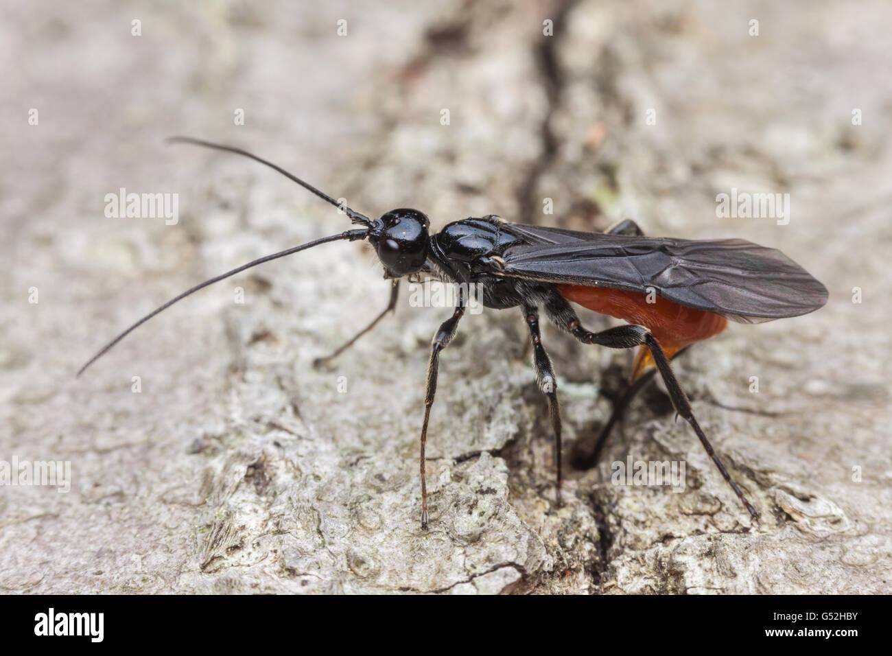 Atanycolus sp -Fotos und -Bildmaterial in hoher Auflösung – Alamy