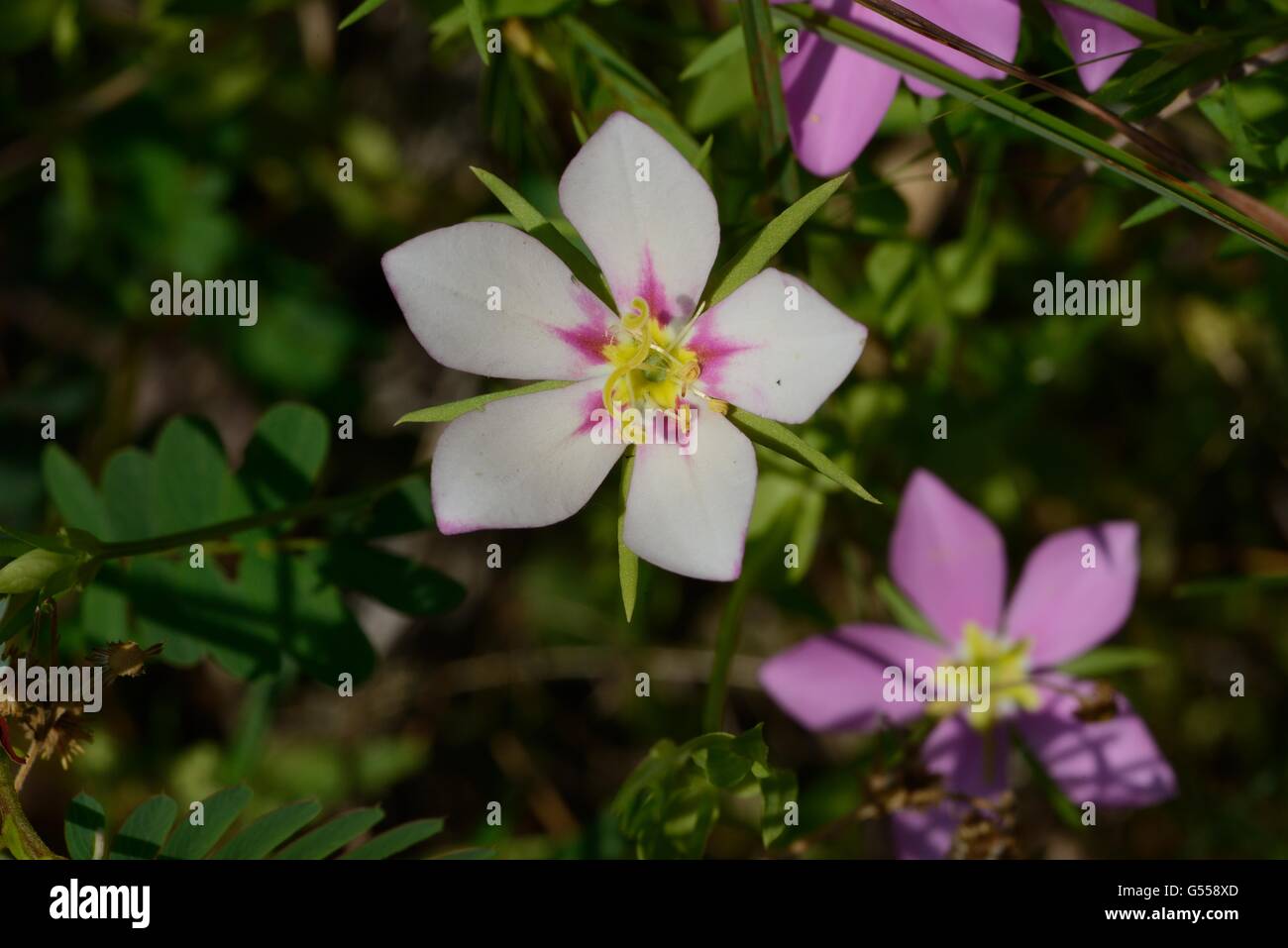 Prairie rose gentian sabatia campestris -Fotos und -Bildmaterial in ...