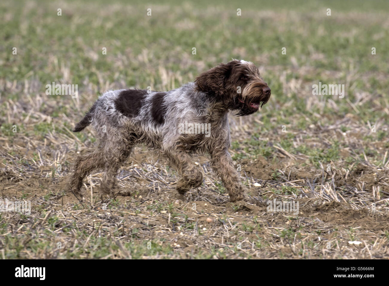 Italienischer jagdhund -Fotos und -Bildmaterial in hoher Auflösung – Alamy
