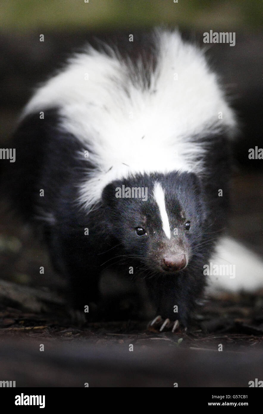 Tiere stinktier -Fotos und -Bildmaterial in hoher Auflösung – Alamy