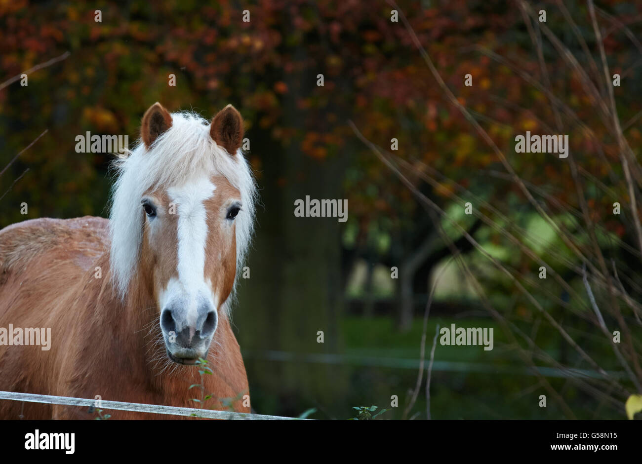 Haflinger pferd -Fotos und -Bildmaterial in hoher Auflösung – Alamy