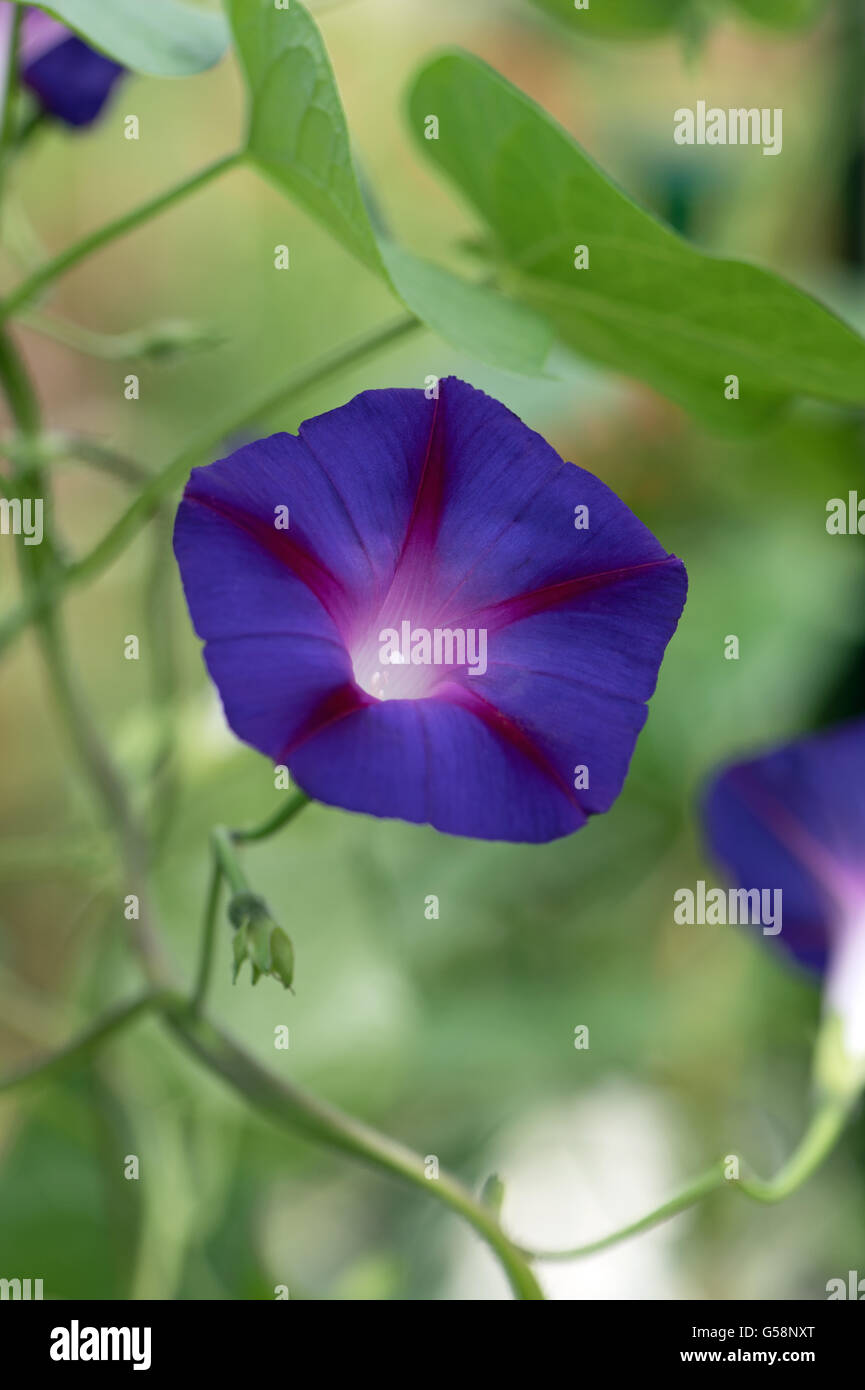 Ipomoea Tricolor 'Heavenly Blue', gemeinhin als "Morning Glory ...