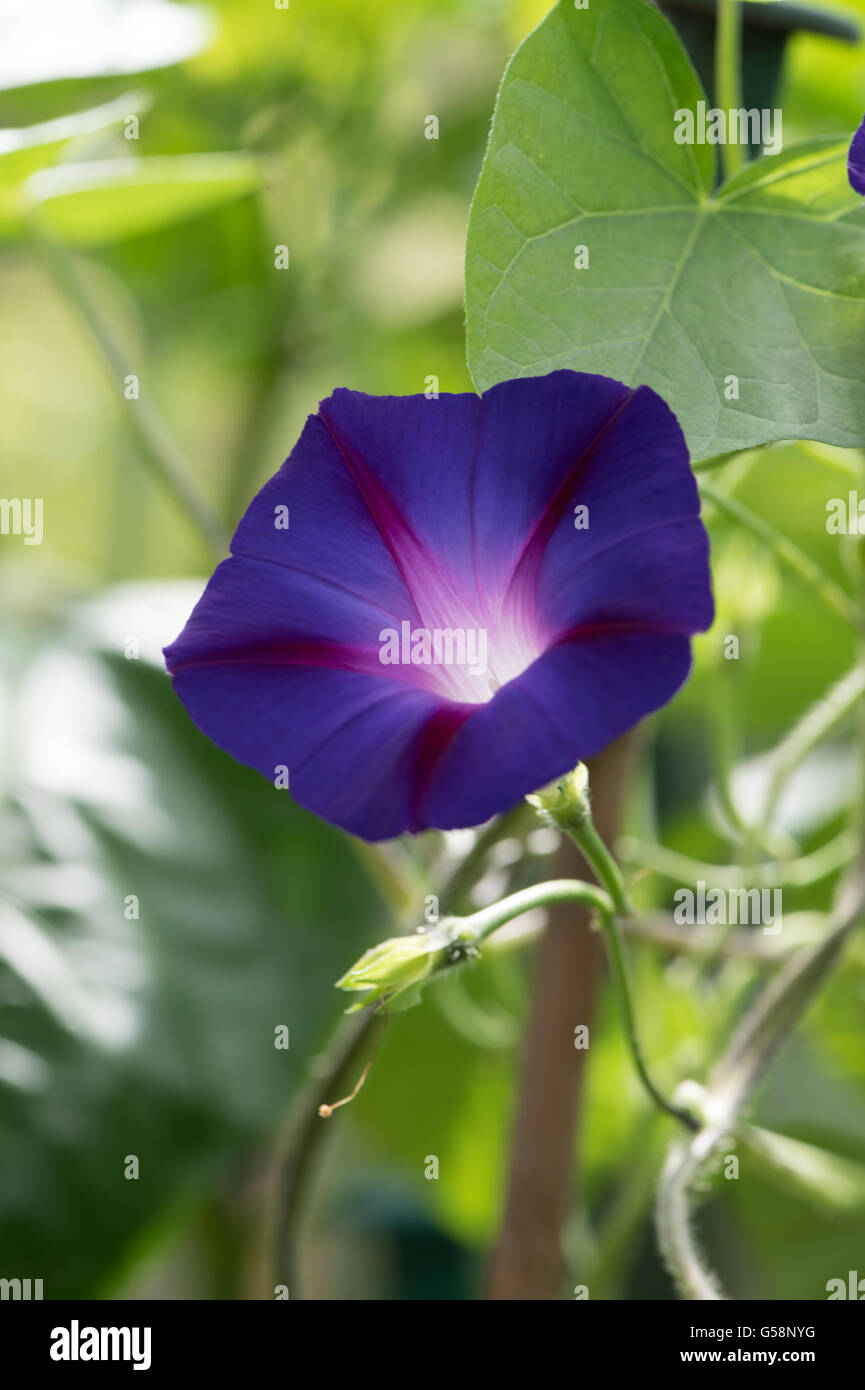 Ipomoea Tricolor 'Heavenly Blue', gemeinhin als "Morning Glory ...