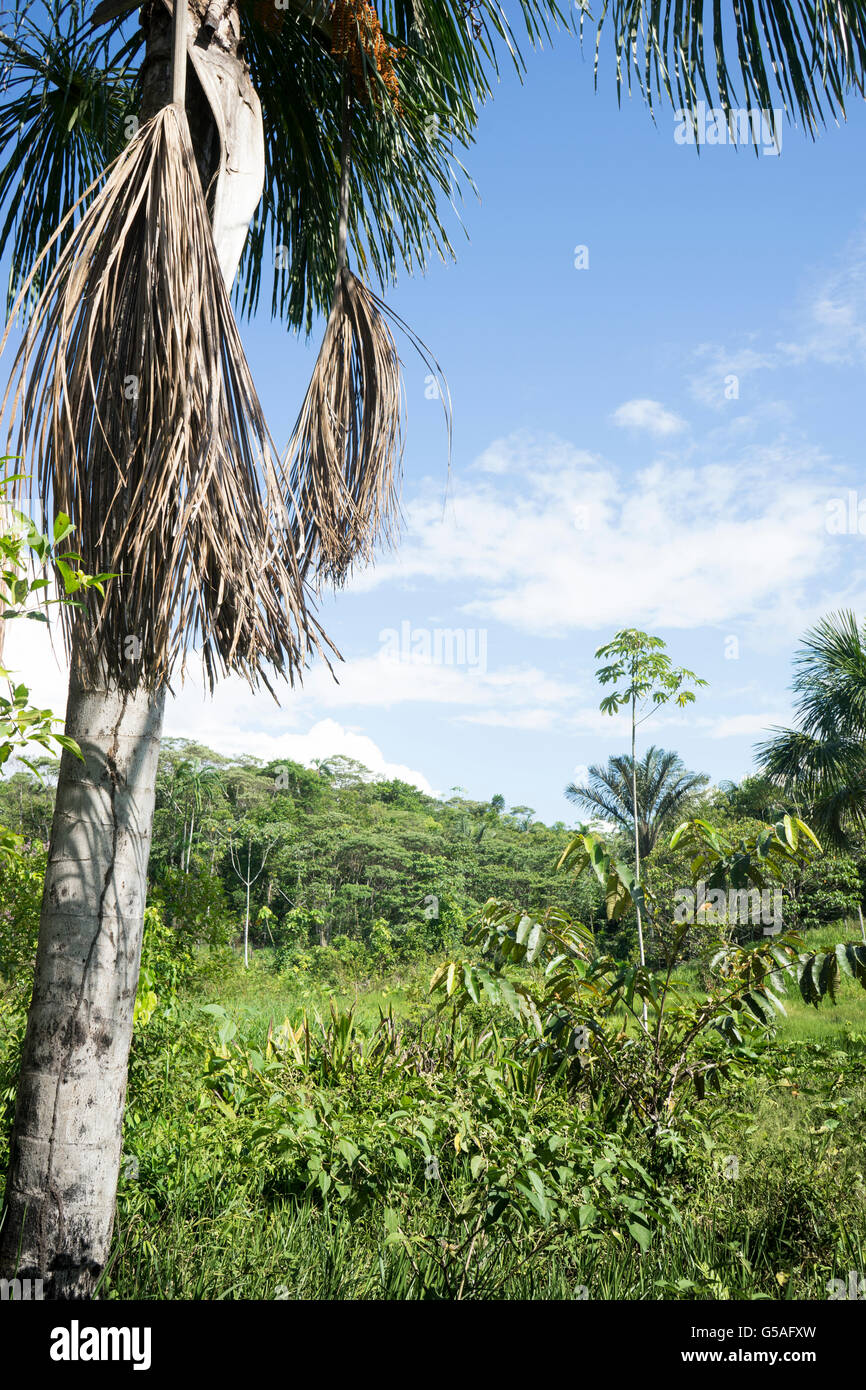 Amazonas Regenwald Peru Stockfotos und -bilder Kaufen - Alamy Amazonas Regenwald Peru Stockfotos und -bilder Kaufen - Alamy