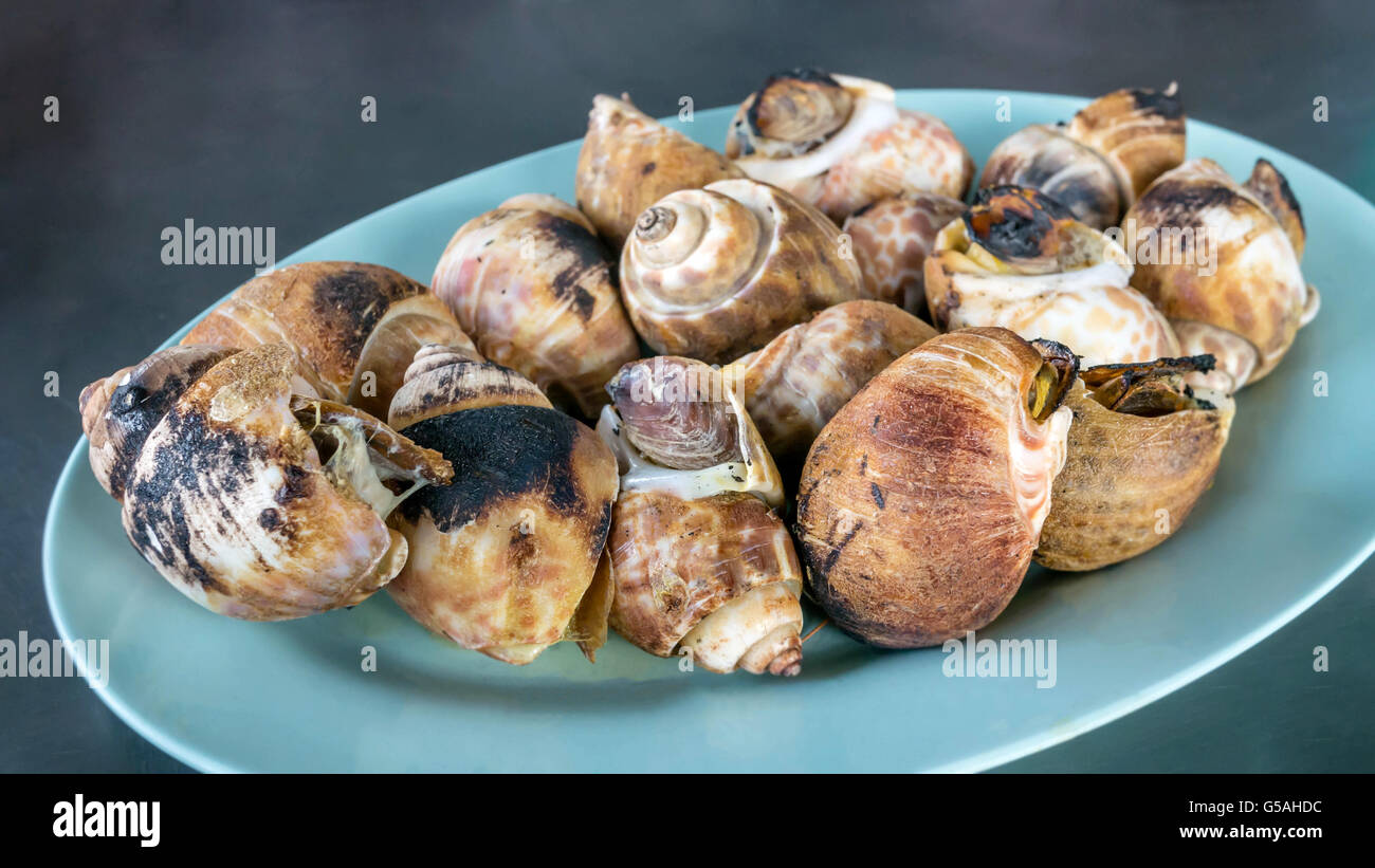 Gefleckte babylonschnecke -Fotos und -Bildmaterial in hoher Auflösung ...